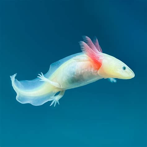 All About Axolotls Everything You Need To Know Axolotl Planet Blog