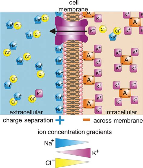 Electrochemical Cells Electrochemistry