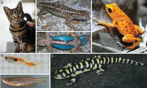Examples Of Interesting Pigment Patterns For Which The Genetic And