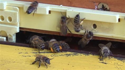 Včelia Akadémia Youtube