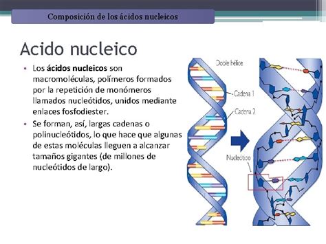 Monomeros De Los Acidos Nucleicos Feqtufs