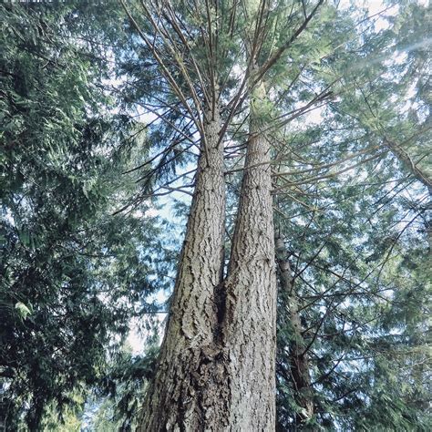 Tree Support Systems Arbors Edge