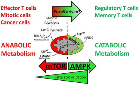 Effector T Cells And Regulatory T Cells Have Different Requirements For