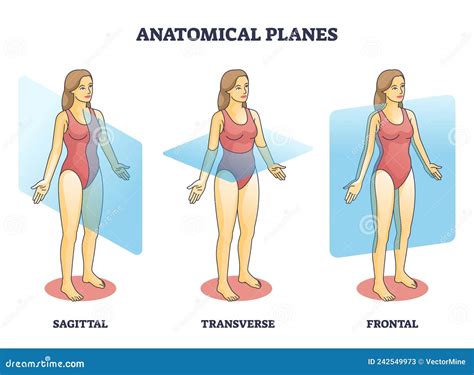 Anatomical Planes Examples For Medical Human Body Transection Outline