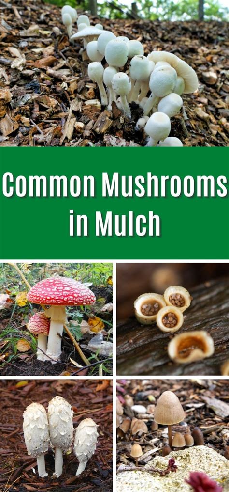 Common Mushrooms In Mulch Mushroom Appreciation