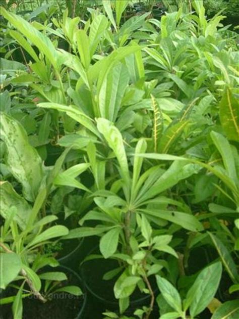 Vends Calebassier En Pot Arbre À Calebasse Sainte Rose 97115