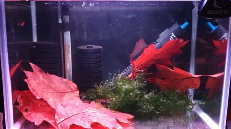 How To Breed Chilli Rasbora Part 1 Youtube