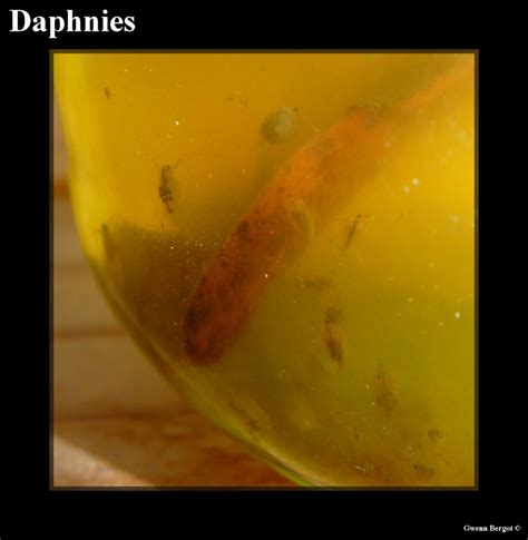 Daphnie