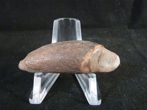 Fossil Walrus Tusks And Teeth For Sale