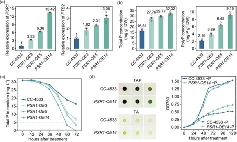 Engineering Microalgae For Water Phosphorus Recovery To Close The Phosphorus Cycle Pmc