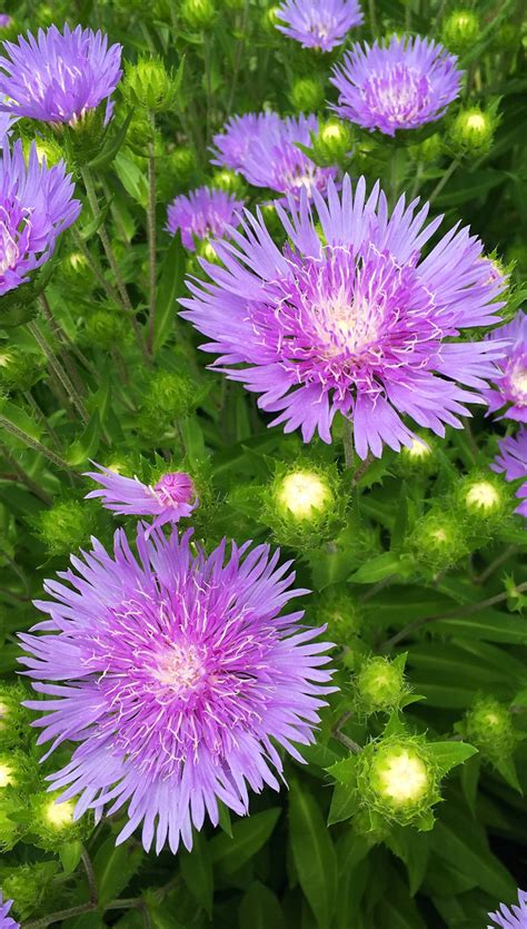 Stokesia 1 Cofers Home And Garden