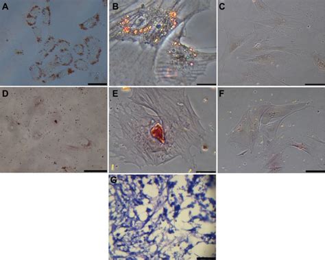 In Vitro Differentiation Of The Cat Amnion Derived Mesenchymal Stem