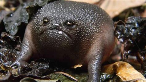 Quais São Os 10 Animais Mais Feios Do Mundo Veja Se Você Conhece Algum