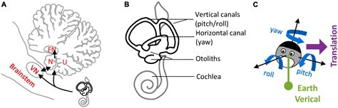 Frontiers The Otolith Vermis A Systems Neuroscience Theory Of The