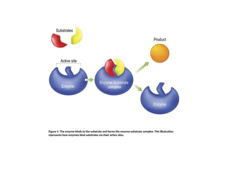 Enzymes Ppt Bsc Medical Lab Science And Technology Ppt
