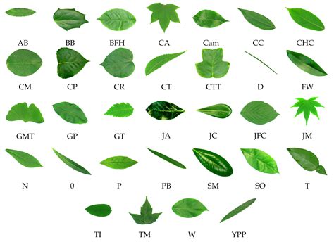 Classification Of Plant Leaves Using New Compact Convolutional Neural