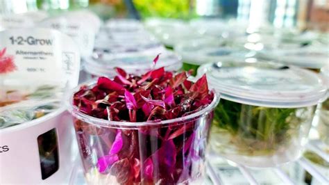 Store Picasso Exotics