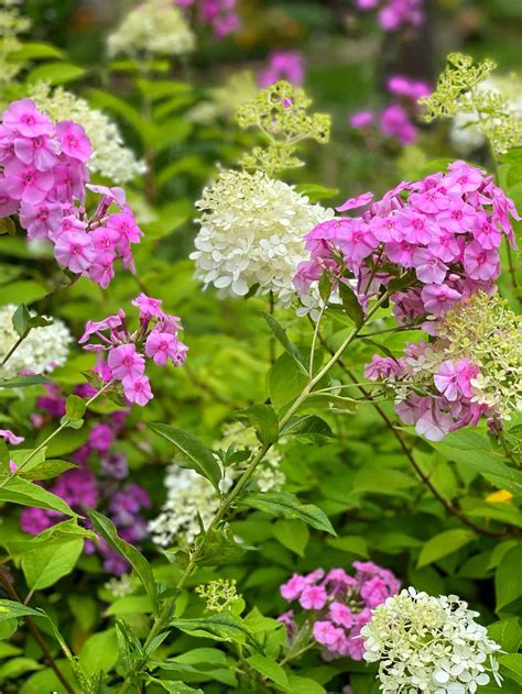Are Hydrangeas Deer Resistant The Best Repellent Strategy Stacy Ling