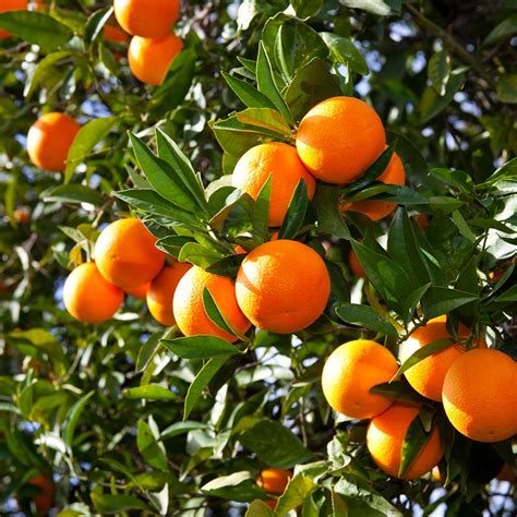 Orange Trees Pictures