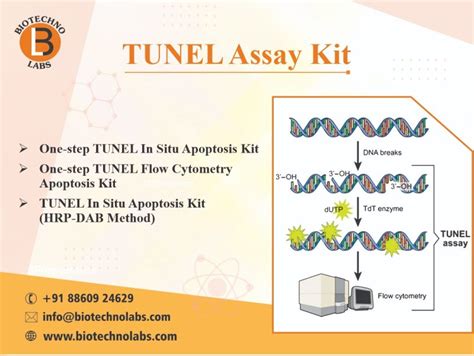 Tunel Assay Kit
