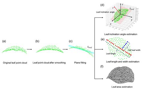 Automatic Branchleaf Segmentation And Leaf Phenotypic Parameter