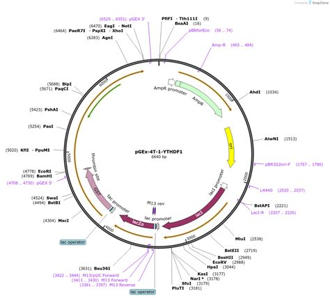 Addgene Pgex 4t 1 Ythdf1