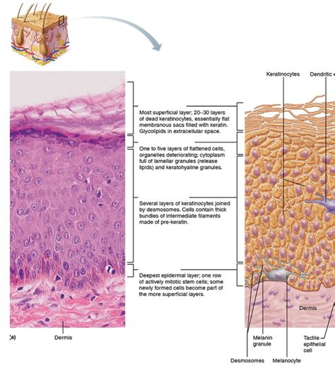 Bsci201 Strata Of Epidermis Labelling Cgsb Diagram Quizlet