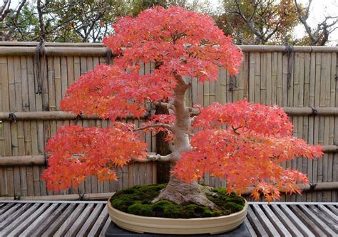 Growing A Tree On Your Balcony This Pot Growing Species Is Perfect For