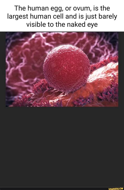 Human Egg Cell Visible