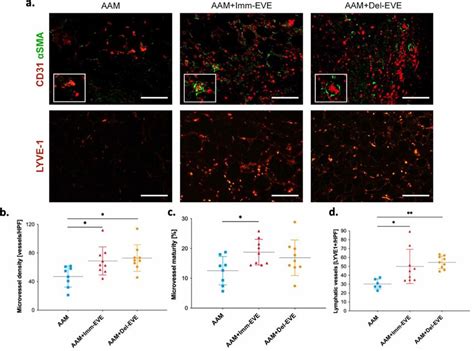Analysis Of Microvasculature A Immunofluorescent Stained Sections Of Download Scientific