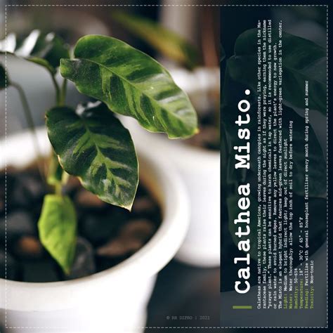 Calathea Misto Plant Leaves Tree Photography Distillation