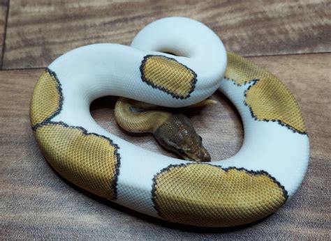 Mojave Pinstripe Piebald Ball Python By Genetics Lab Reptiles Morphmarket