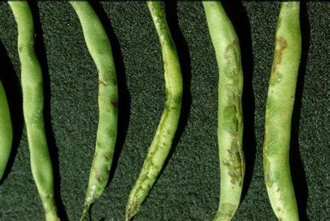 Pp 62pp107 Common Bacterial Blight Of Snap Bean In Florida