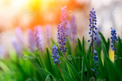 خرید و قیمت دانلود عکس گل های بهاری آبی در فوکوس انتخابی چمن اوپیک ترب