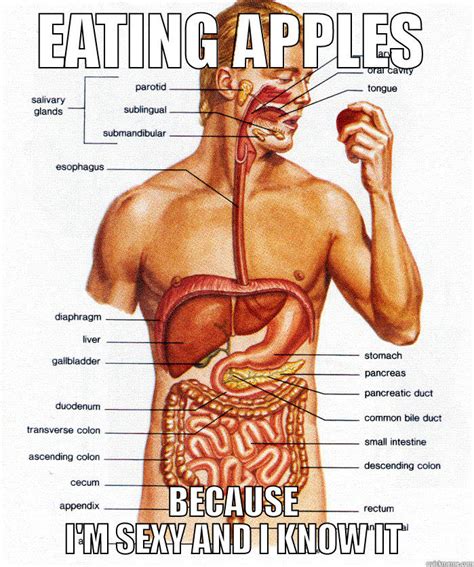 Digestive System Quickmeme