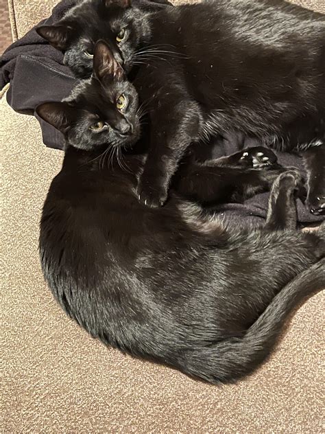 Litter Mates R Bondedpairs