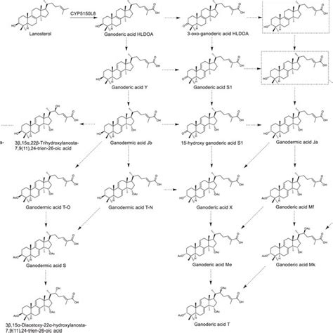 Pdf Biosynthesis Of Mushroom Derived Type Ii Ganoderic Acids By