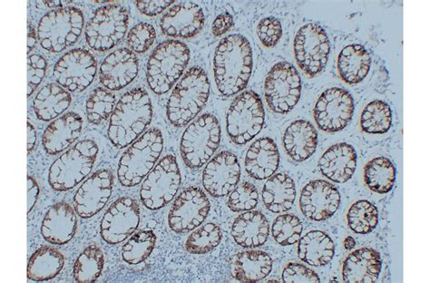 Anti Claudin 3 Antibody A97074
