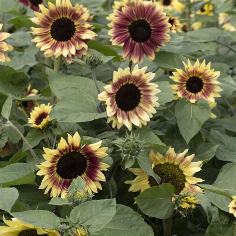 Helianthus Annuus Summer Lovin F1 Graines De Tournesol Annuel à