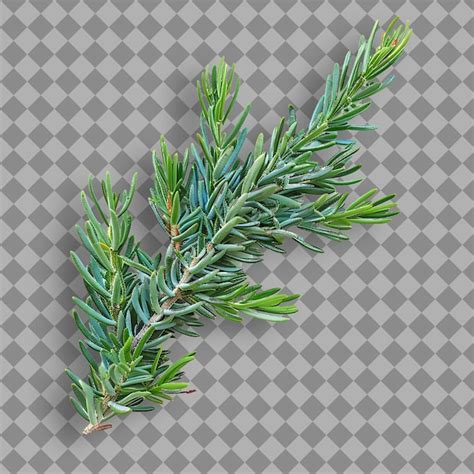 Premium Psd Png Dwarf Juniper Leaf With Scale Like Leaf Shape And
