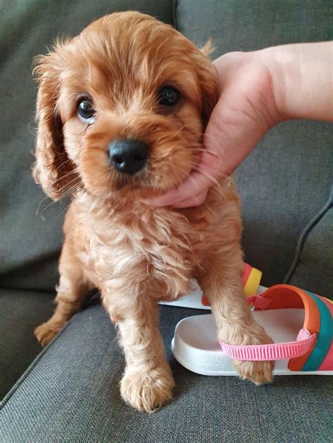 Whats The Difference Between A Cavapoo And A Cavoodle