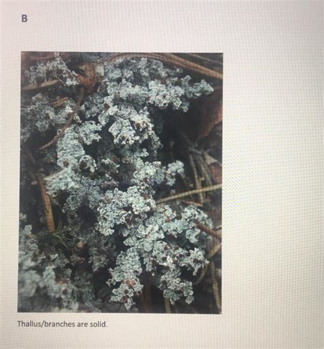 Solved Table 1 Unknown Lichen Identification Using