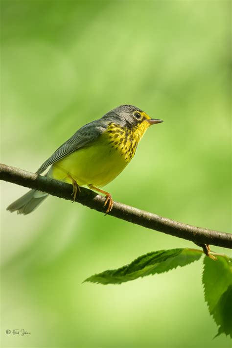 Canada Warbler Backcountry Gallery Photography Forums
