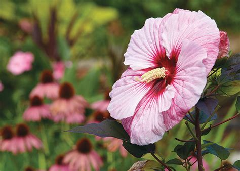 How To Grow And Troubleshoot Hardy Hibiscus Plants Garden Gate