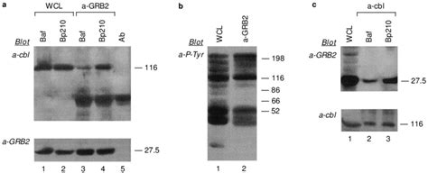 Cbl Associates With Grb2 In Vivo A P120 Cbl Co Immunoprecipitates