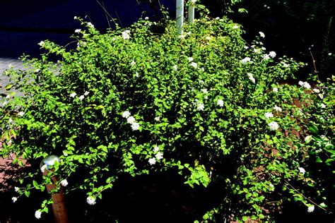 団地の花。 街で見かけろる草花