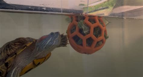 Top Turtle Toys Reviewing The 5 Best Toys For Turtles Turtleholic