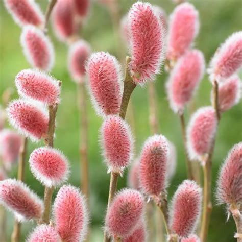 Ива Japanese Pink Pussy Willow