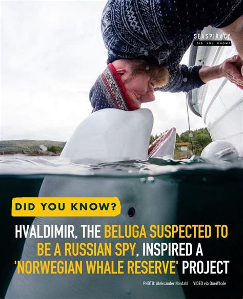 Andre Borell 🔱 On Linkedin Anyone Keen On Freeing Whales From Concrete Tanks Hit Me Up 🤙🏽