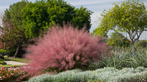 Cotton Candy Grass Landscapes